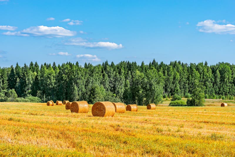 Hay bales on the field. stock photo. Image of grass - 124107938