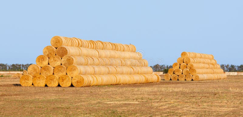 Hay Bales on the Field after Harvest Stock Image - Image of stem ...