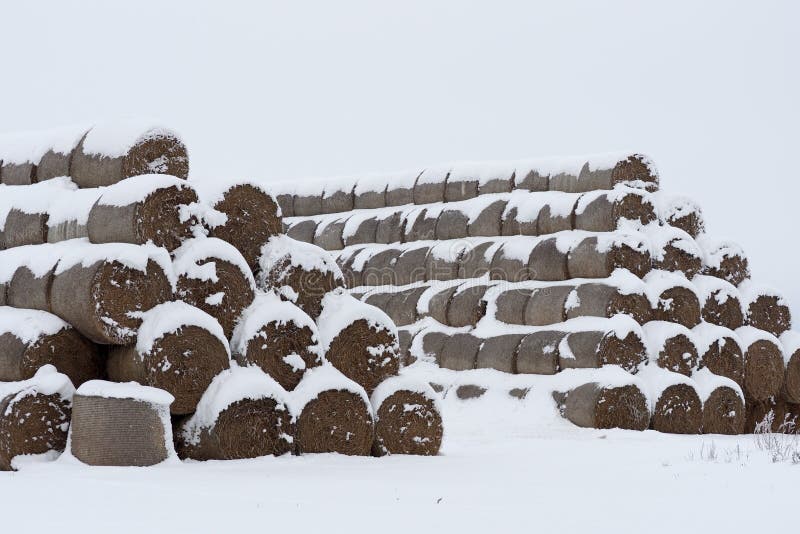 Hay Bales in the Field in the Snow Stock Image - Image of countryside ...