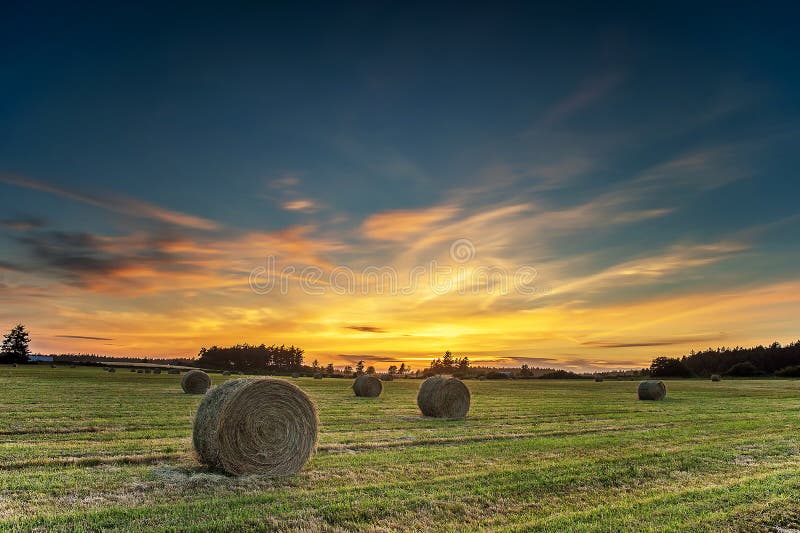 Hay Bales in Field stock photo. Image of fields, sunrise - 91876254