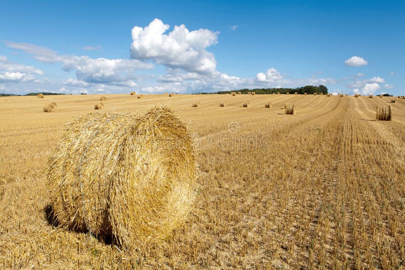 Hay Bales stock photo. Image of field, grain, haystack - 39975826