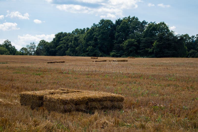 Hay Bales in Freshly Cut Straw Field Stock Image - Image of nature ...
