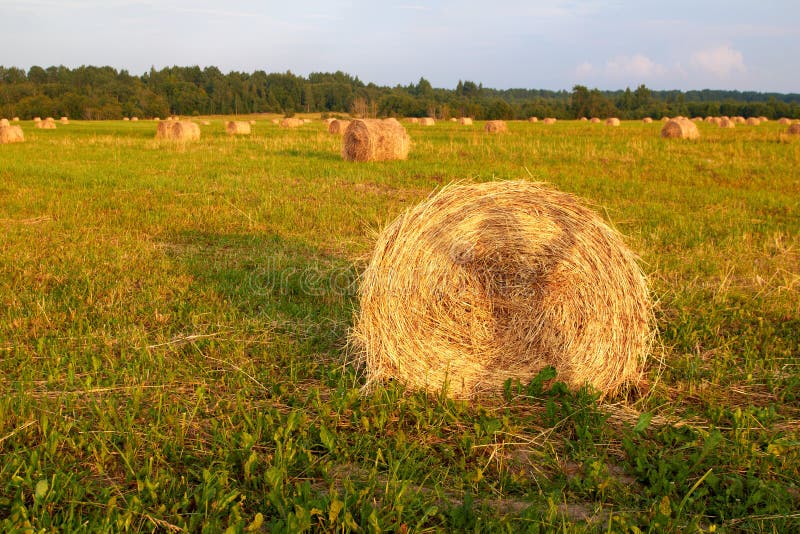 Hay Bales with girl shadow stock photo. Image of barley - 22017972
