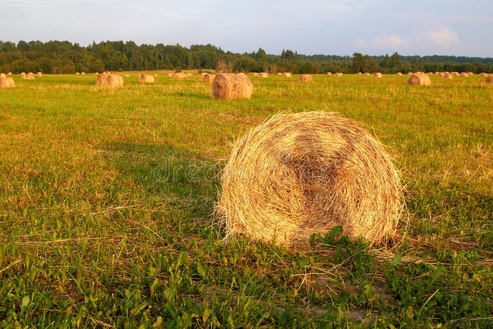 Hay Bales with girl shadow stock photo. Image of barley - 22017972