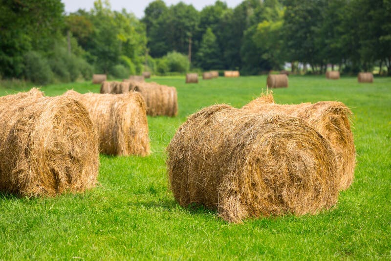 Hay Bales on the Grass Field Stock Photo - Image of grass, field: 96476088