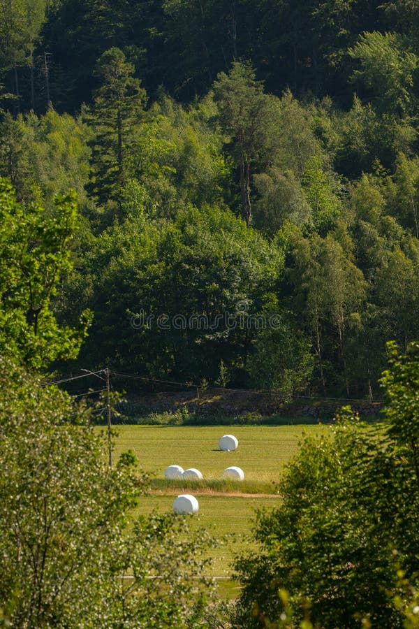 Hay Bales on a Green Open Field between Forests.. Stock Photo - Image ...