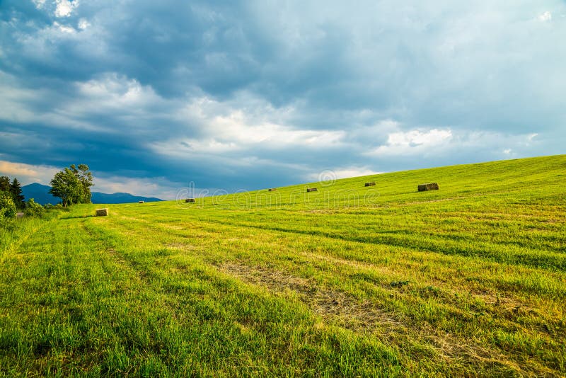 Hay Bales Lay in a Freshly Mowed Field Stock Photo - Image of ...