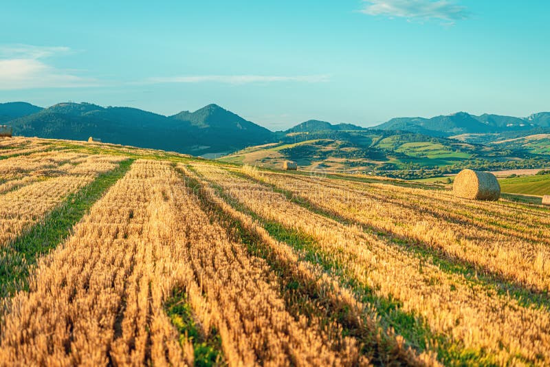 Hay Bales Lay in a Freshly Mowed Field. Stock Image - Image of ...