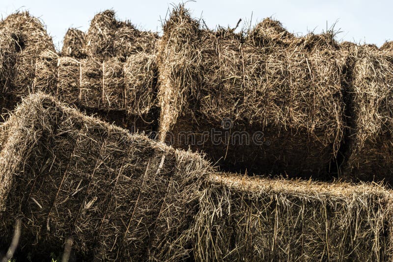 Pile of hay bales stock photo. Image of nature, agriculture - 16092978