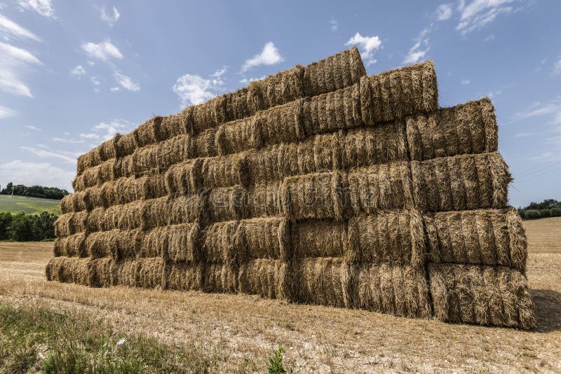 Hay bales pile stock image. Image of spring, delicacy - 75488671