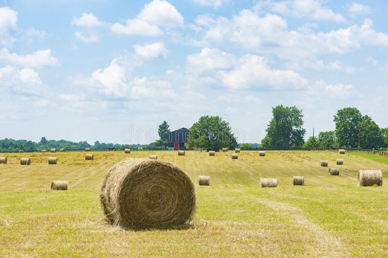 Hay stacks in farm stock photo. Image of still, outdoor - 124157830