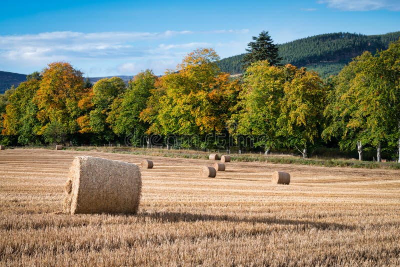 Hay Bales stock image. Image of agricultural, natural - 262019025
