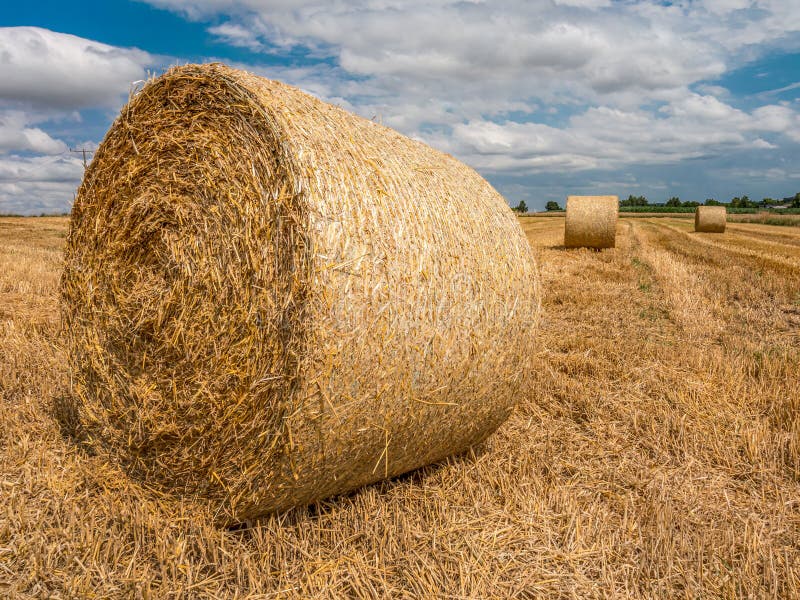 Hay Bales Scattered Over Grain Field Stock Photo - Image of cultivated ...