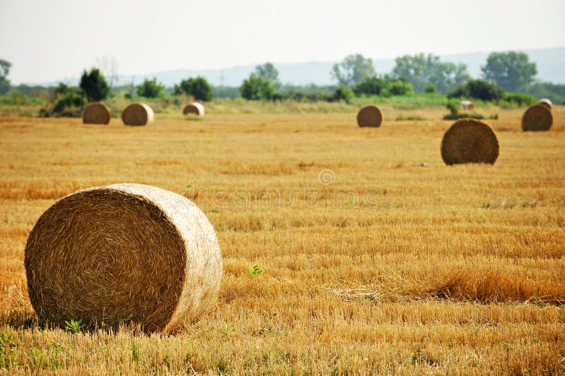 Hay bales stock photo. Image of bale, industry, agriculture - 57472284