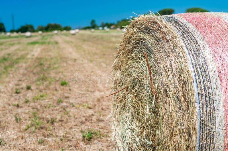 Hay Bales in Spring - Tuscany, Italy Stock Photo - Image of countryside ...