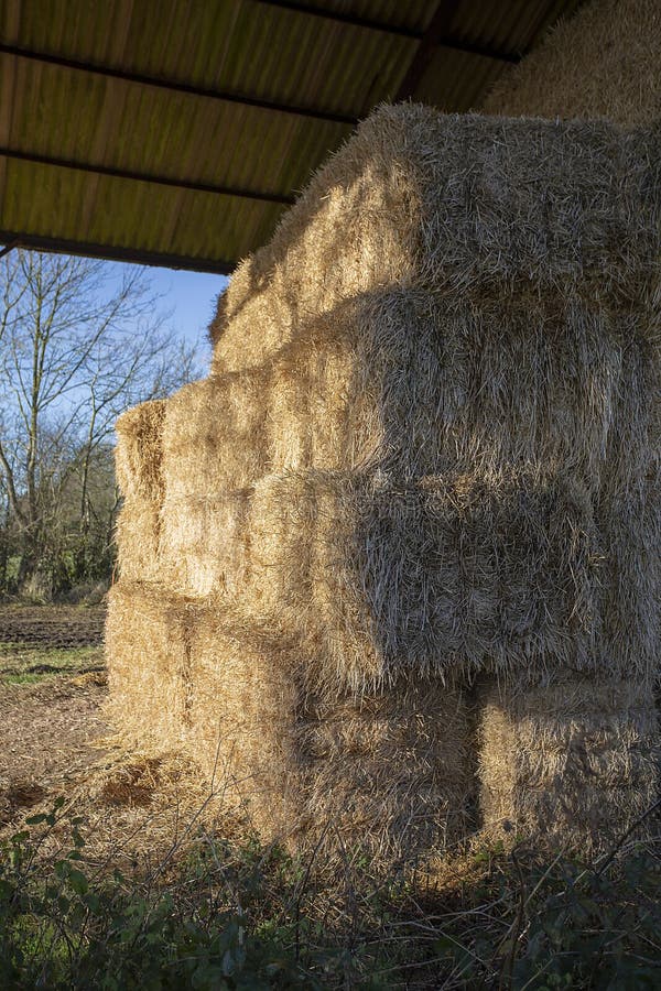 Hay Bales Stacked in Open Barn Stock Image - Image of stable, storage ...