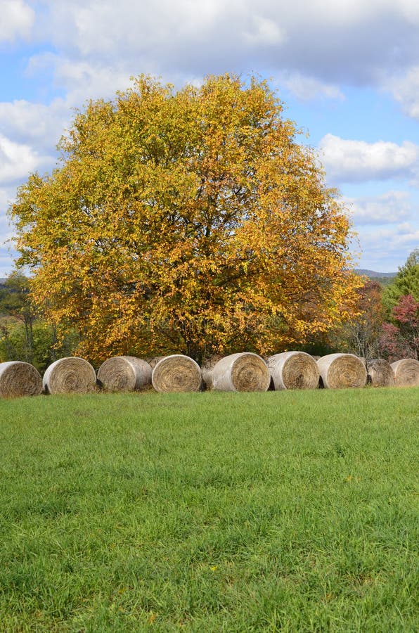 Hay bales by a tree stock photo. Image of yellow, clouds - 66152982