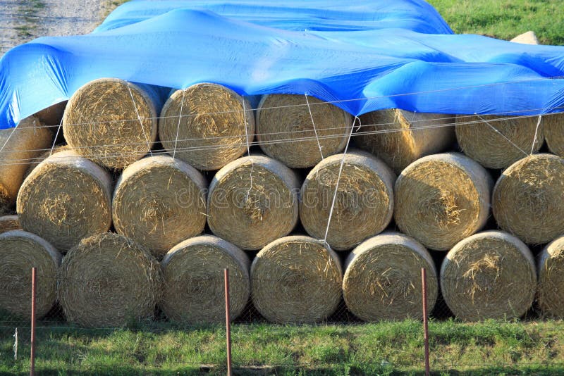 Hay bales stock photo. Image of autumn, animals, golden - 58266190