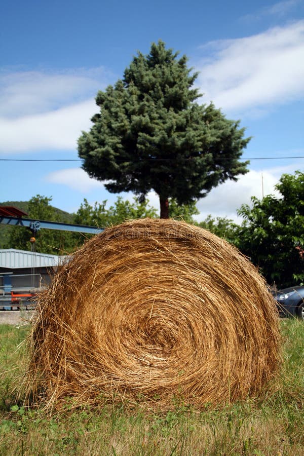 Hay ball and tree stock image. Image of fever, work, culture - 1041505