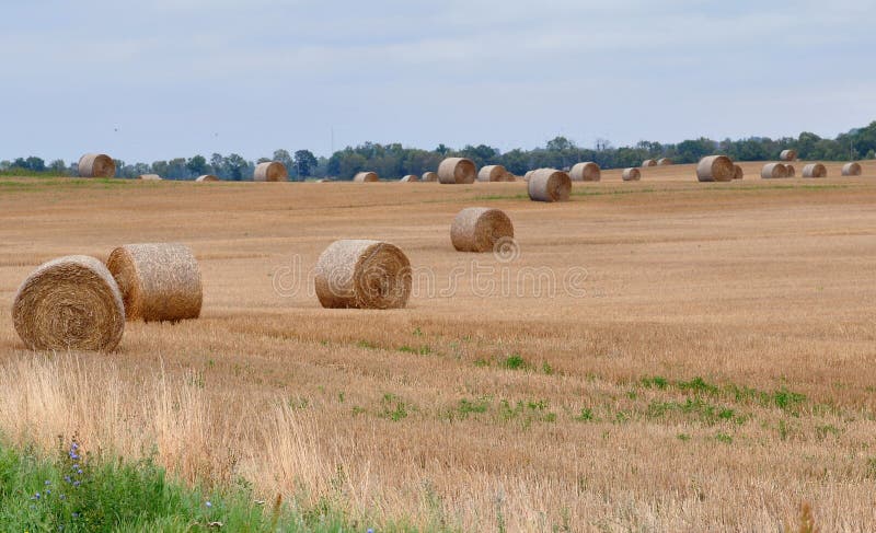 Hay balls stock photo. Image of barley, golden, harvest - 31135994