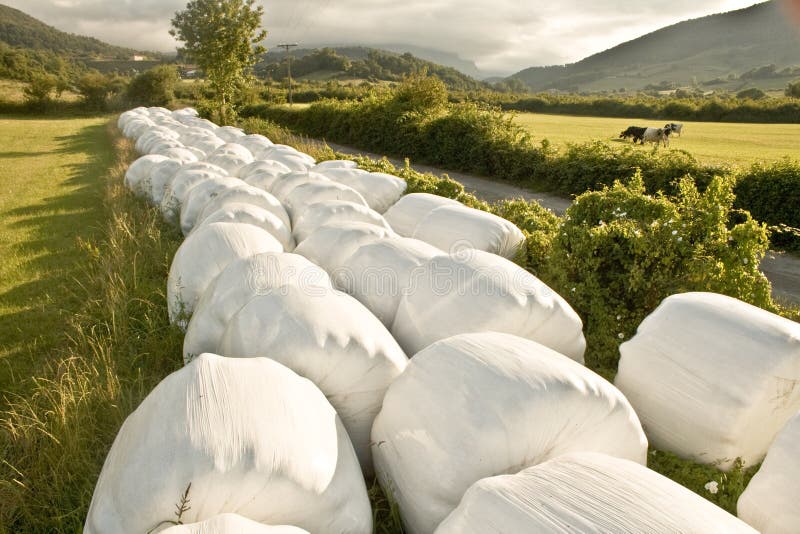 Hay Balls in White Plastic Cover Wrap Bales Stock Photo - Image of ...