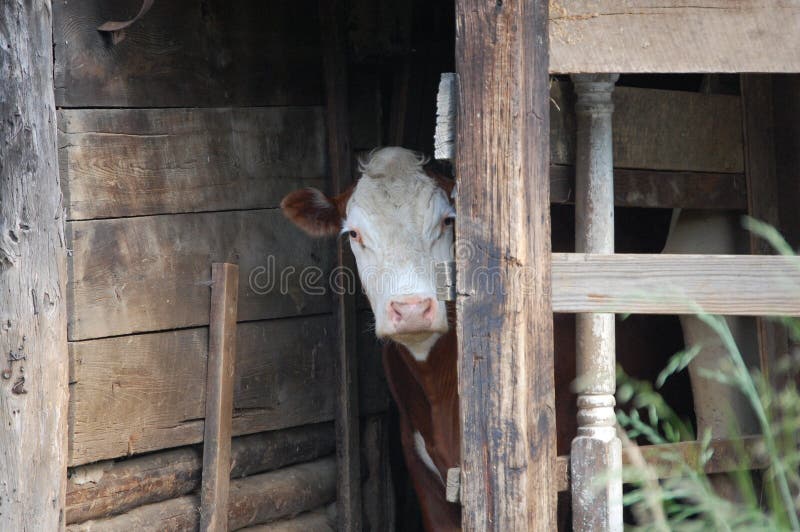 Hay barn and cow stock photo. Image of wood, farm, stable - 40128202