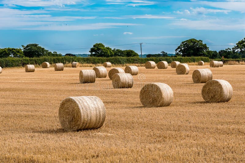 Barrels Of Hay In A Green Field Stock Photo - Image of pasture, farm ...