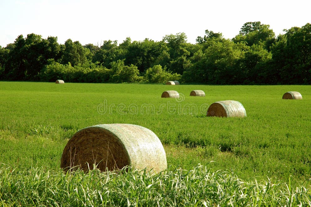 Hay Bundles stock photo. Image of grass, crop, oklahoma - 135010