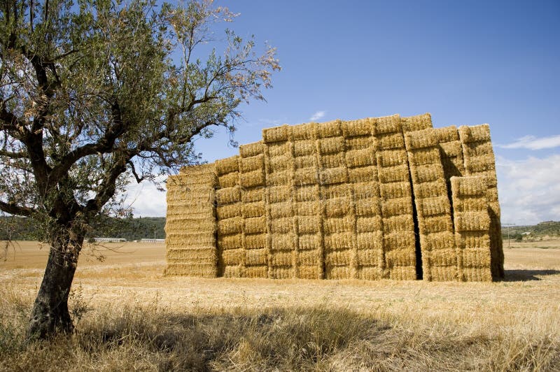 Hay bundles stock photo. Image of blue, farming, desert - 2522736