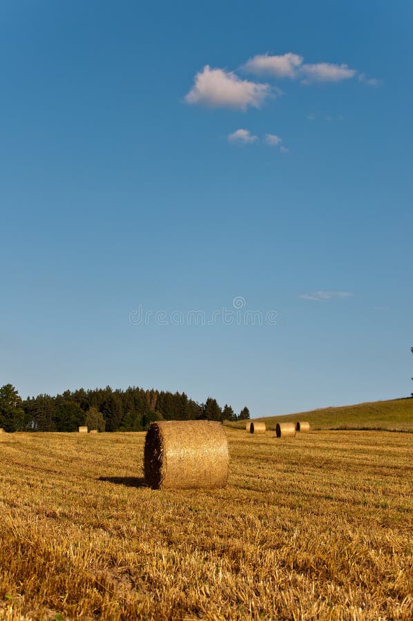 Hay bale in a farm field stock photo. Image of gold - 128770484