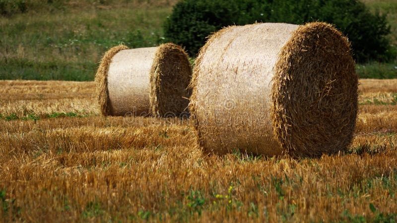 Hay bundles stock photo. Image of bushes, bundle, fodder - 7453508