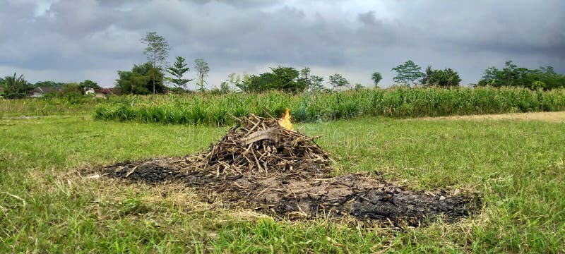 Hay burning in the garden stock photo. Image of tree - 262818020