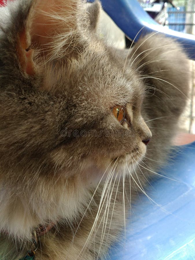 Hay cat stock photo. Image of understand, focus - 65282142