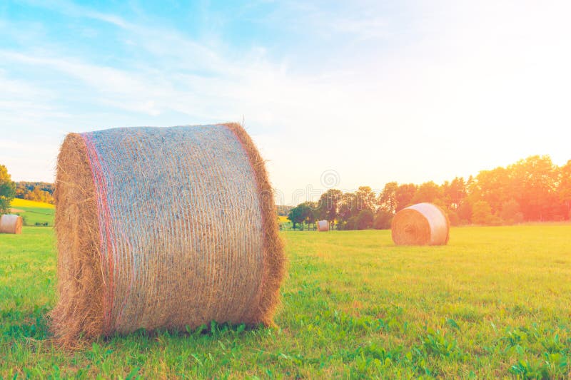 Hay circles stock image. Image of circle, green, grow - 101717253
