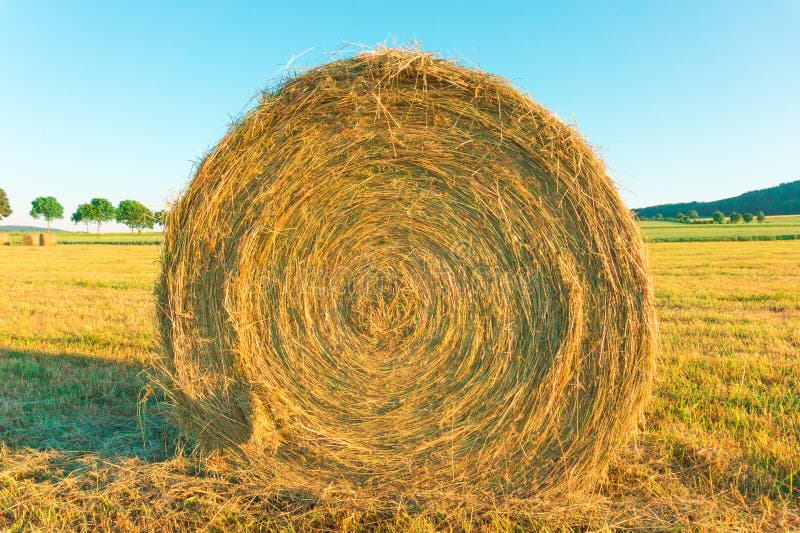 Hay circles on the field stock image. Image of food, crop - 95008715