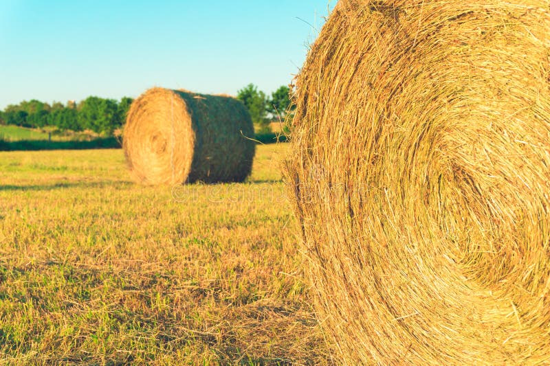 Hay circles on the field stock image. Image of harvest - 95008827