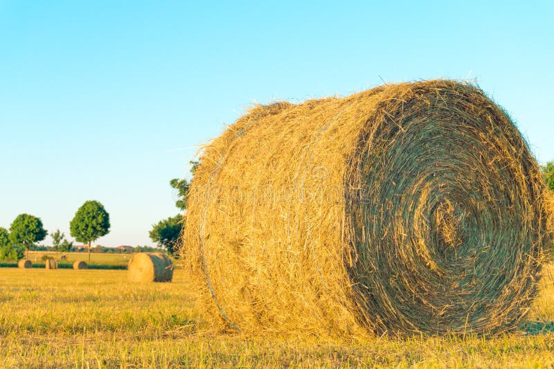 Hay circles on the field stock image. Image of food, crop - 95008715