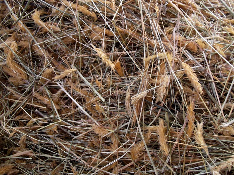 430 Loose Hay Stock Photos - Free & Royalty-Free Stock Photos from ...