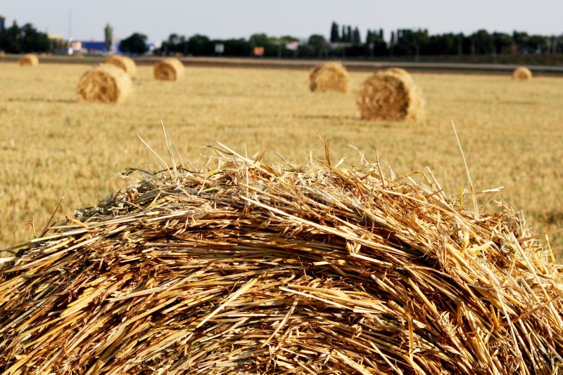 Hay is combined on a floor stock image. Image of orange - 5621407