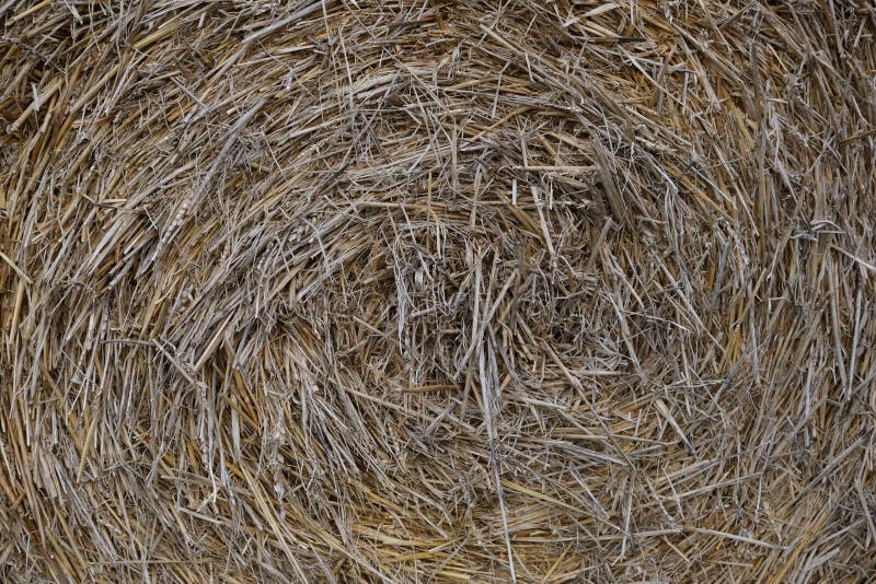 Hay for Compost, Hay or Dry Grass, Natural Material, Haystack Closeup ...
