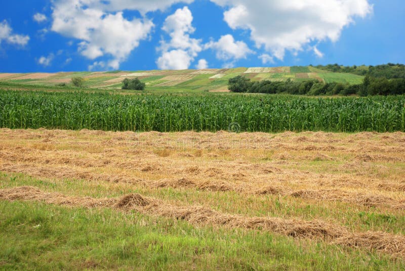 Hay and Corn field stock image. Image of farm, golden - 10085183