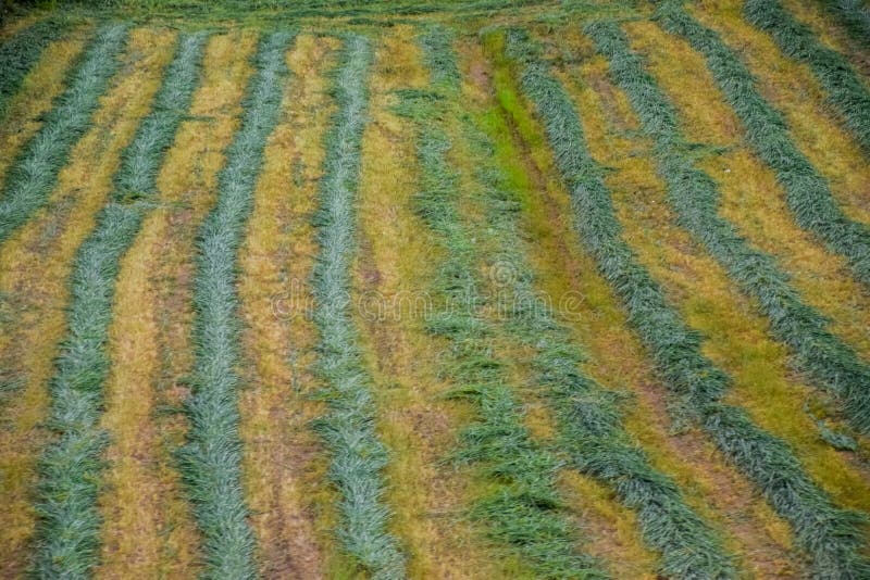 Hay Cut in Field Lies in Rows and Dries. Livestock Feed Hay Stock Image ...