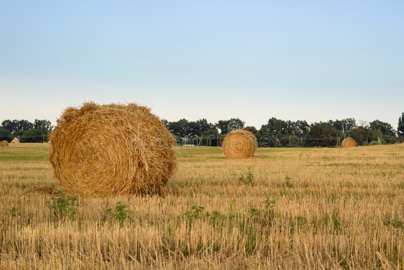 Hay Dry Stacks on Countryside Field during Harvest Time Stock Image ...