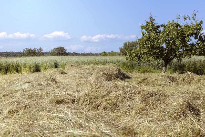 Hay drying stock image. Image of grass, haystack, green - 41995257