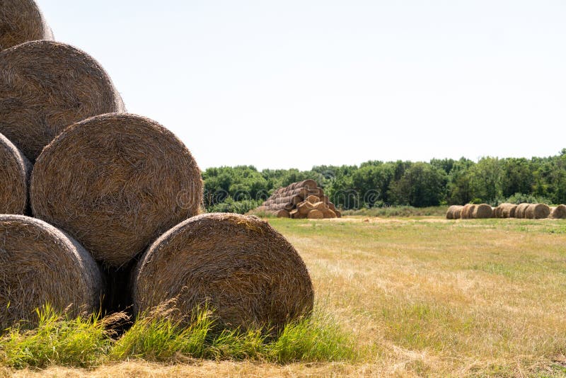 Hay on a farm stock photo. Image of yellow, farming - 268446446