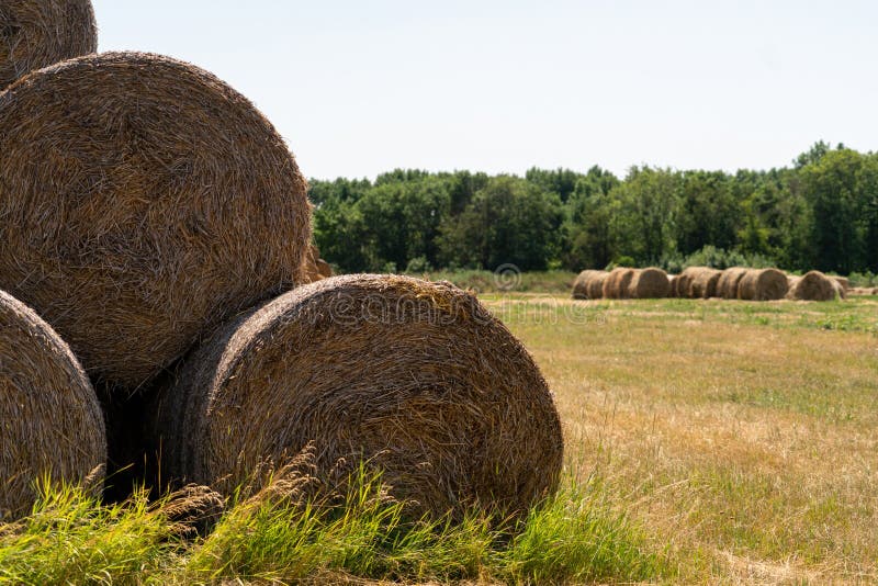 Hay on a farm stock photo. Image of farm, bales, haystack - 268446720