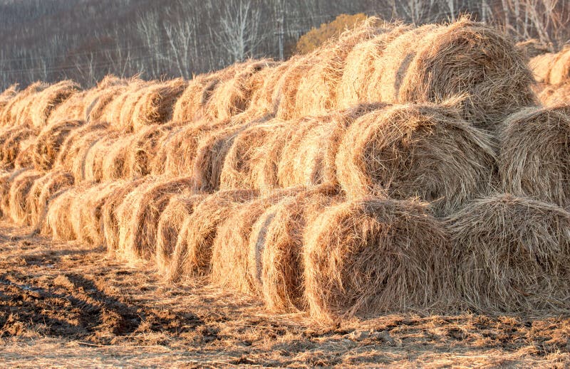 Hay on a farm stock image. Image of corn, haystack, eating - 46411995