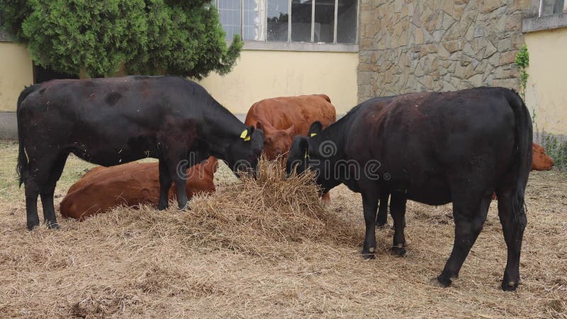 Feeding Cows Farm stock video. Video of outside, feed - 269753907