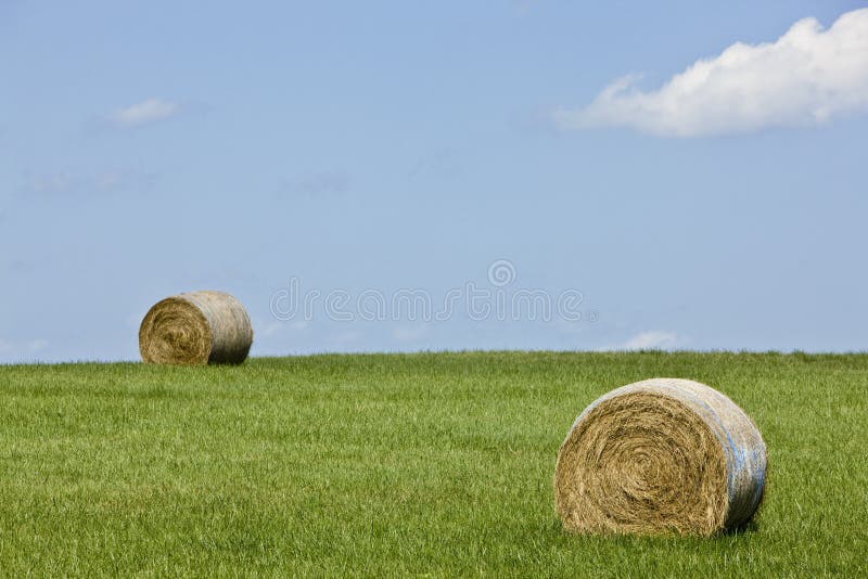 Hay Field stock photo. Image of agricultural, blue, rolled - 10821418