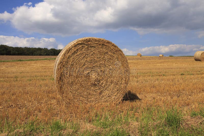 Hay field stock photo. Image of harvest, feed, countryside - 26154556